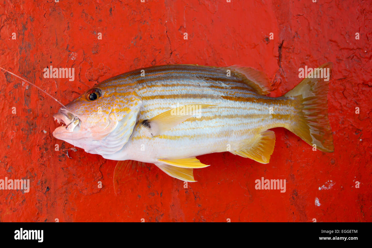 big snapper fish to obtained by fishing Stock Photo - Alamy