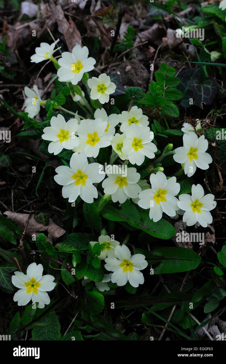 Primrose native spring flower hi-res stock photography and images - Alamy