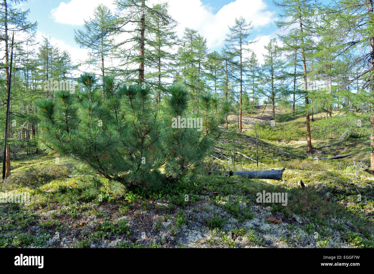 Siberian dwarf pine in deciduous taiga Yakutia. The valley of the river ...