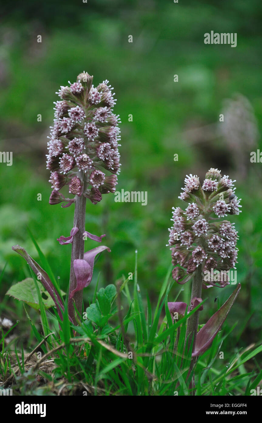 Two butterbur flowers UK Stock Photo - Alamy