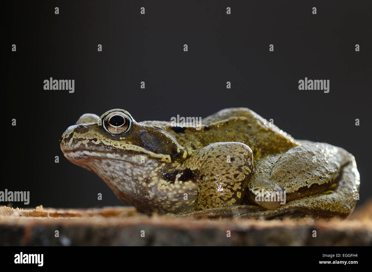 Familiar amphibian common hi-res stock photography and images - Alamy