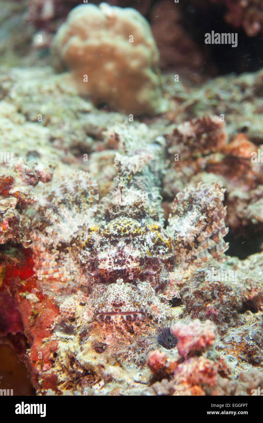 Venomous fish hi-res stock photography and images - Alamy