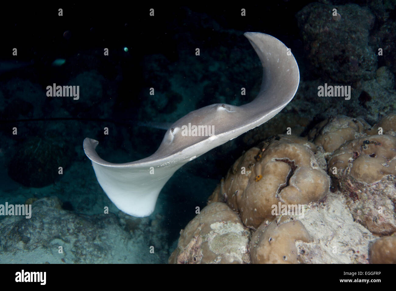 Stingray swimming towards camera Stock Photo - Alamy