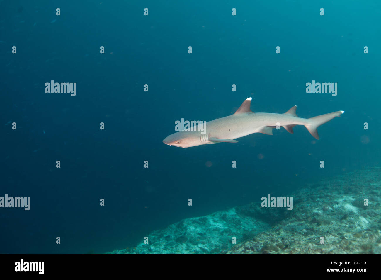 Whitetip Reef Shark High Resolution Stock Photography and Images - Alamy