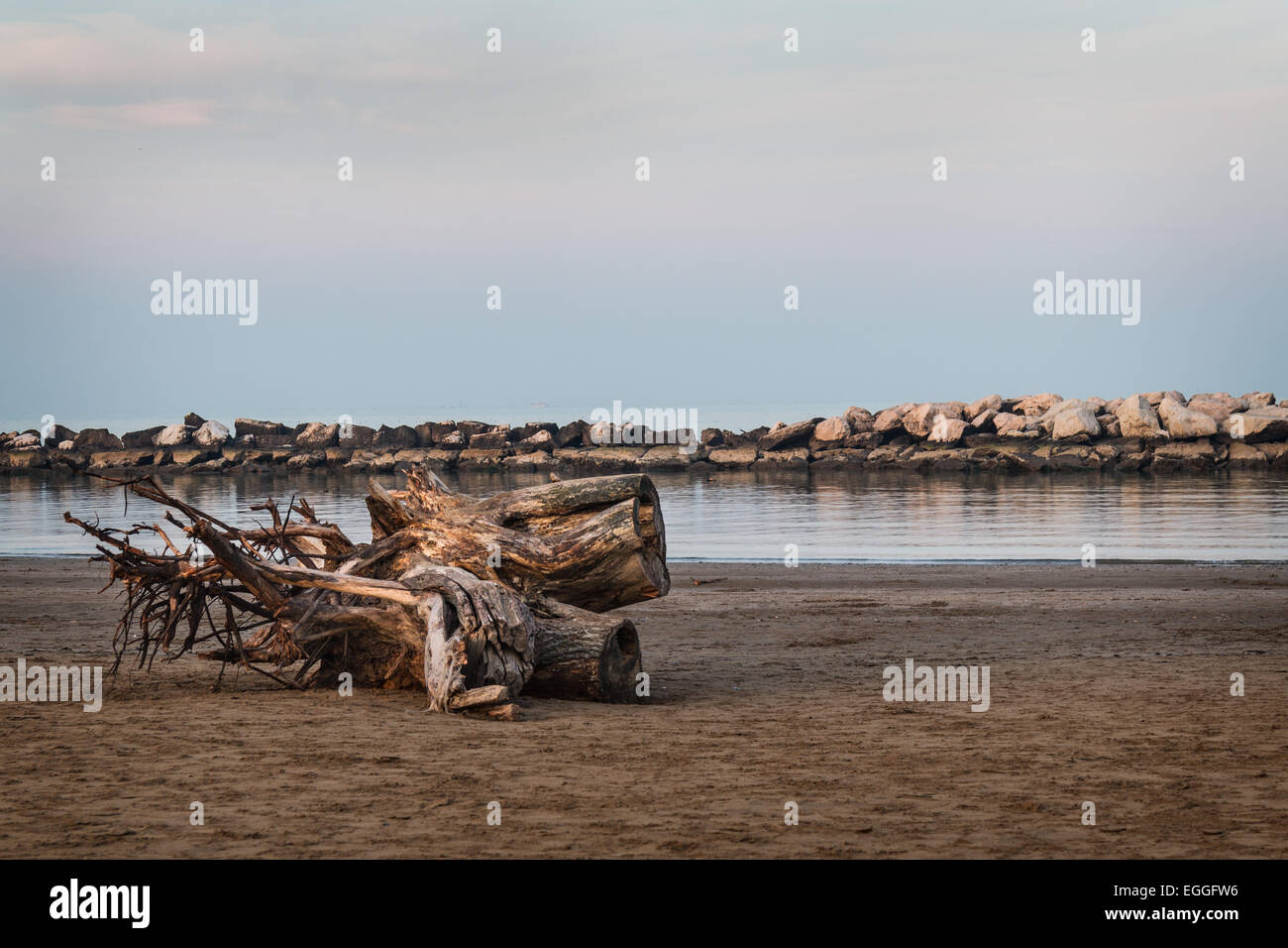 Closeup of dead tree with roots washed up on sand beach with sea in ...