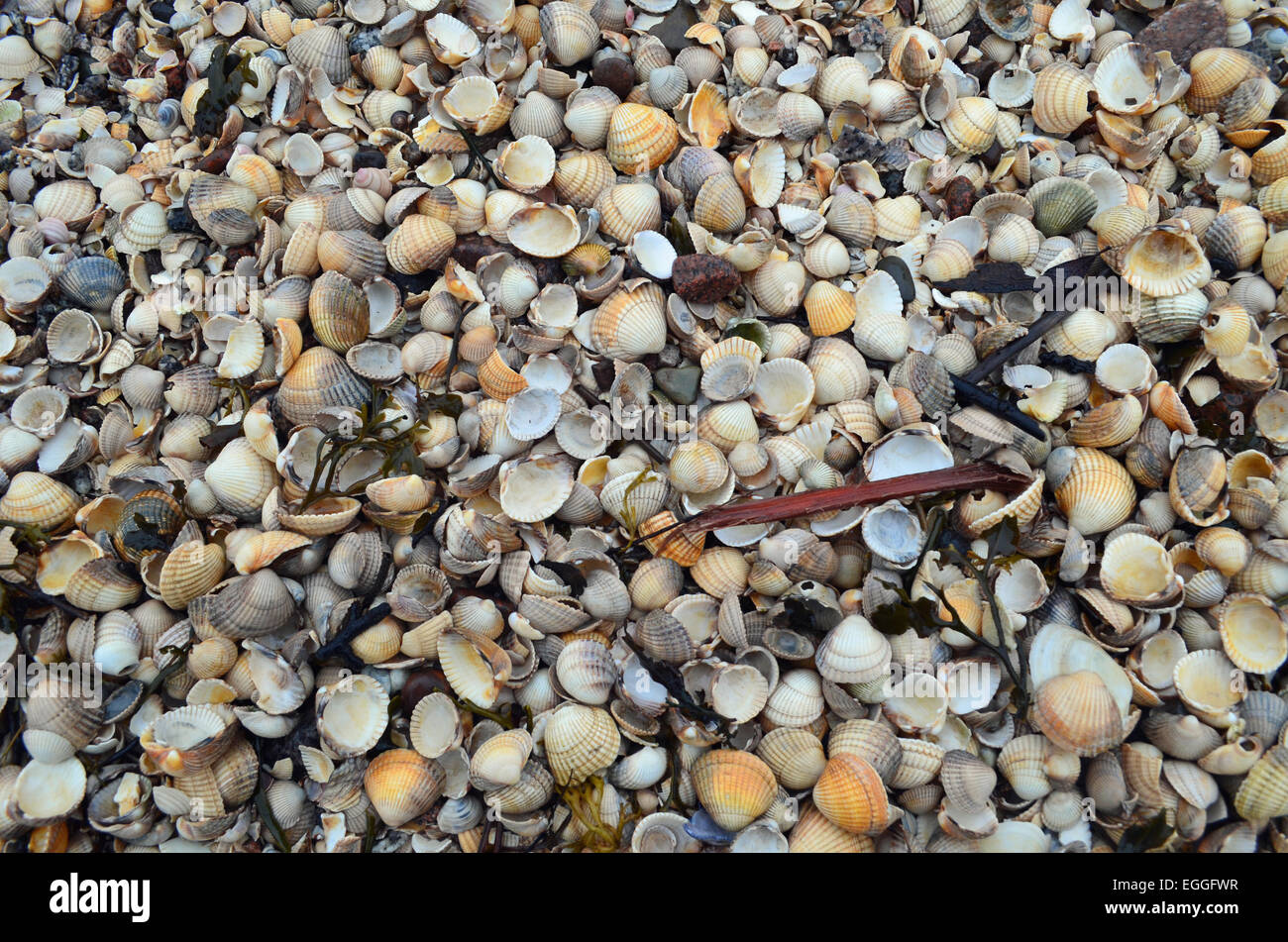 Cockle Shells High Resolution Stock Photography and Images - Alamy