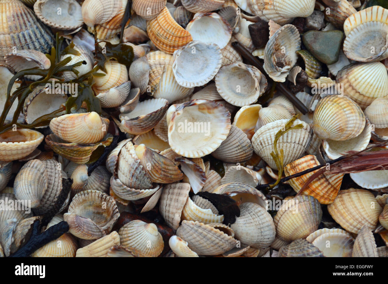 Cockle shells hi-res stock photography and images - Alamy