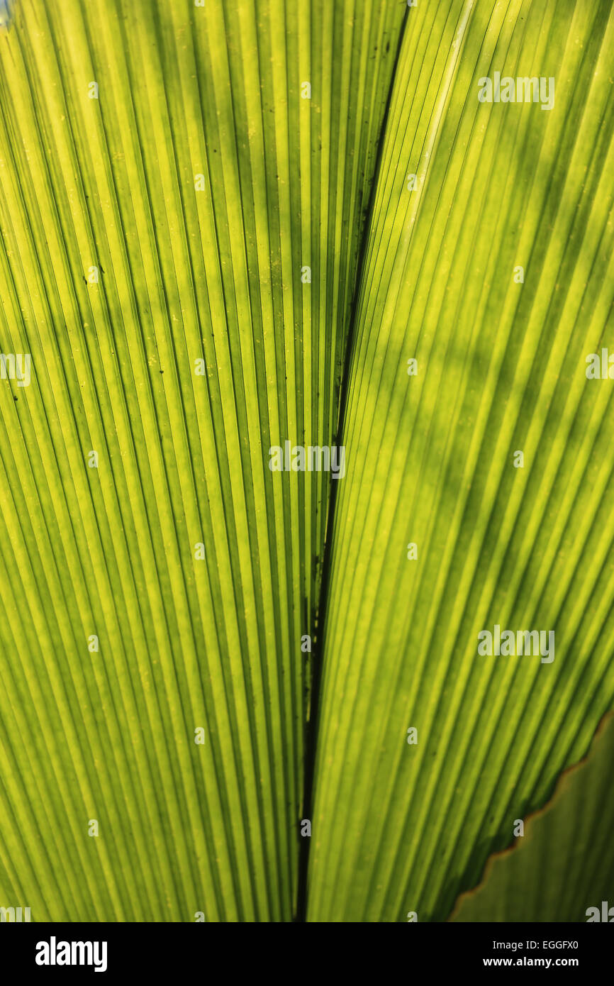 Beautiful large green leaf photographed close up Stock Photo - Alamy