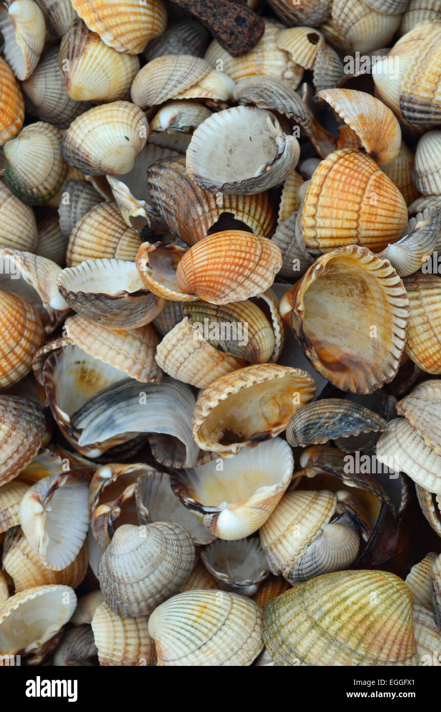 Cockle shells beach hi-res stock photography and images - Alamy