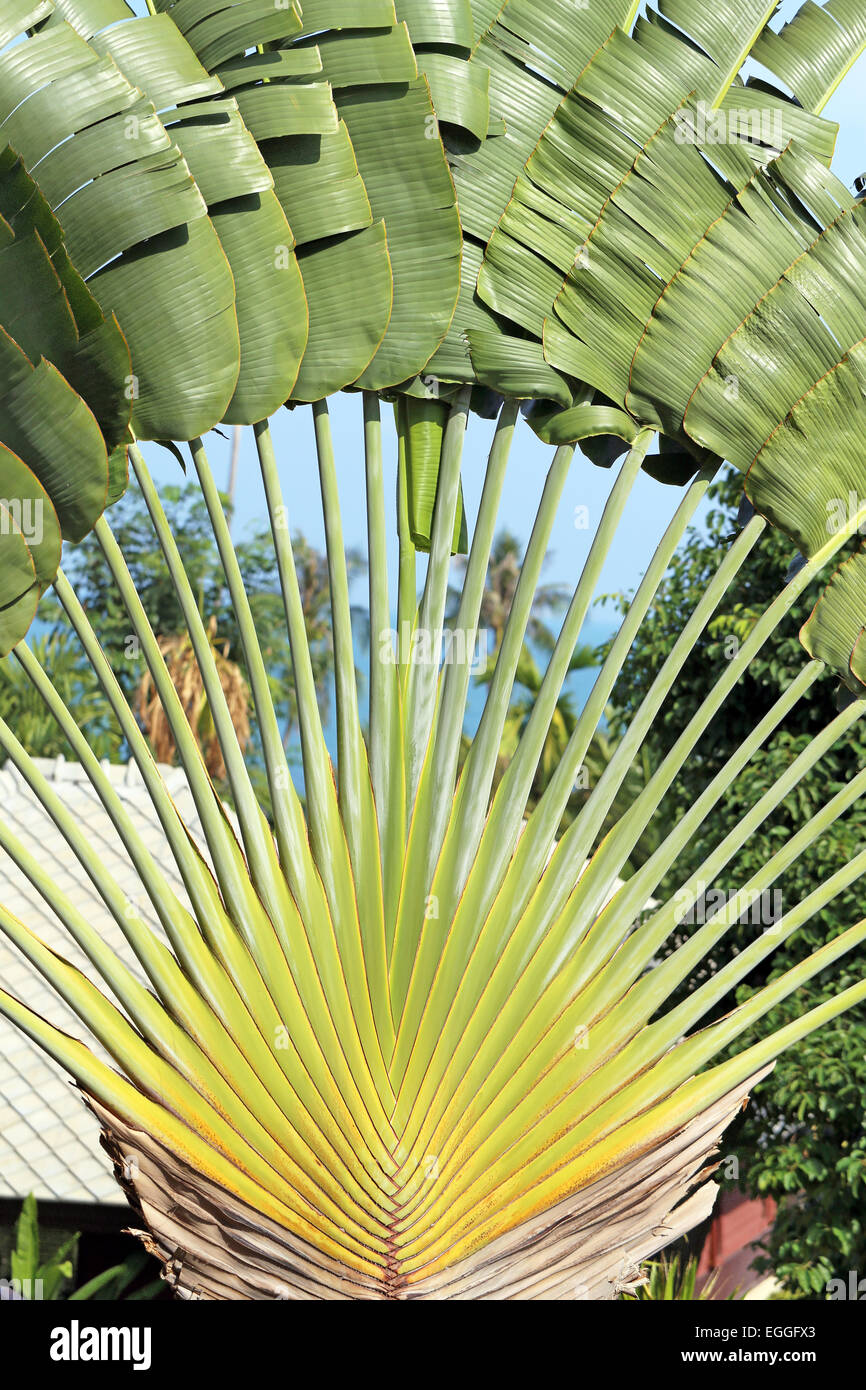 Beautiful large green leaf photographed close up Stock Photo - Alamy