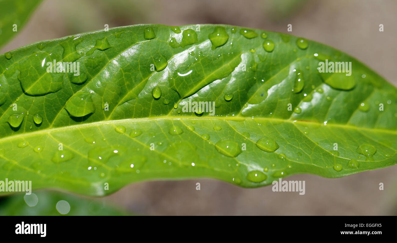 Beautiful leaf shape macro hi-res stock photography and images - Alamy