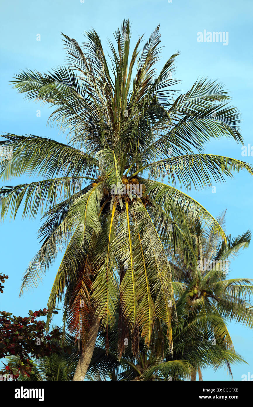 Green palm photographed closeup on the background of blue sky Stock ...