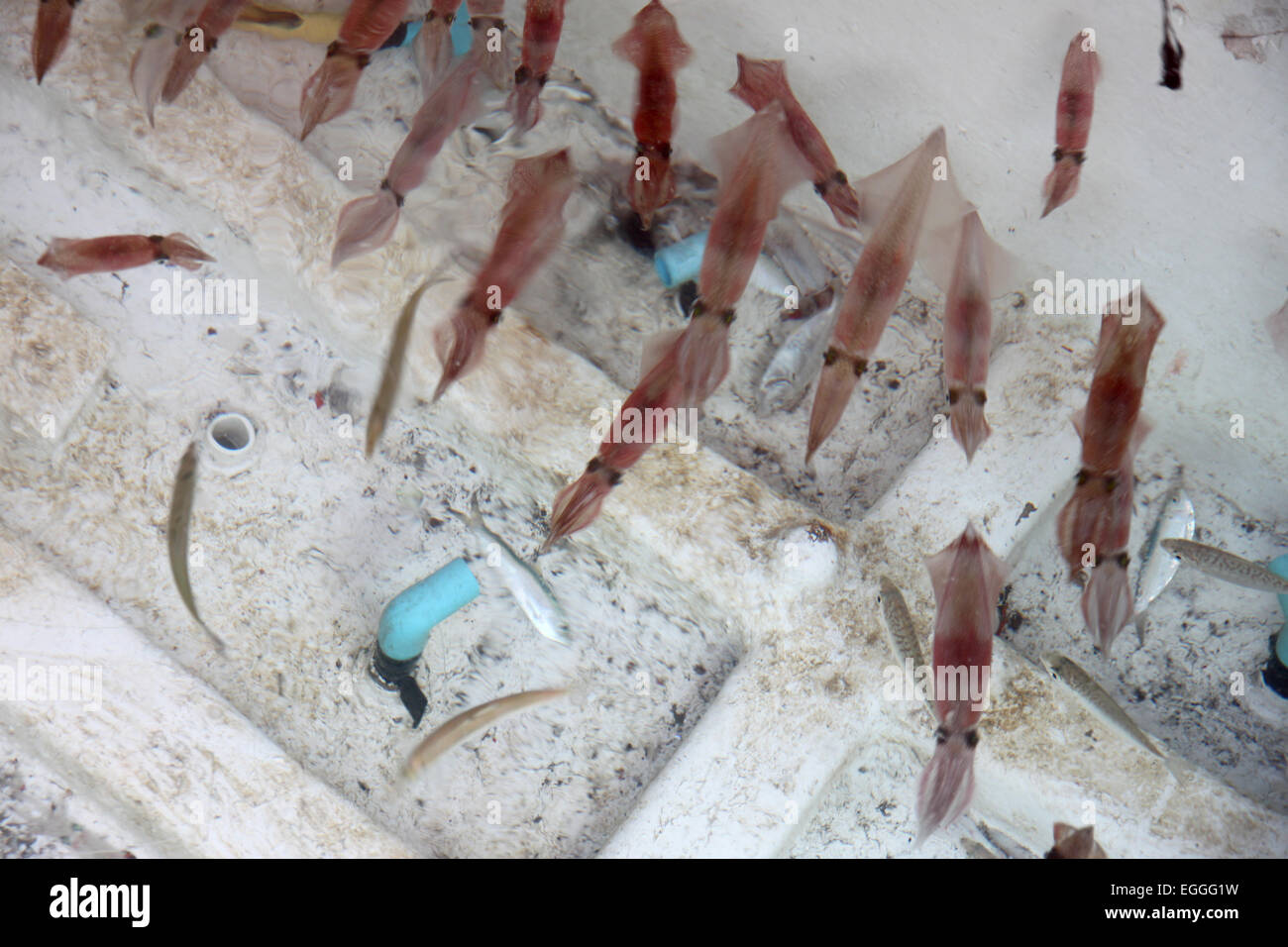 Alive squid to use as bait for fishing Stock Photo - Alamy