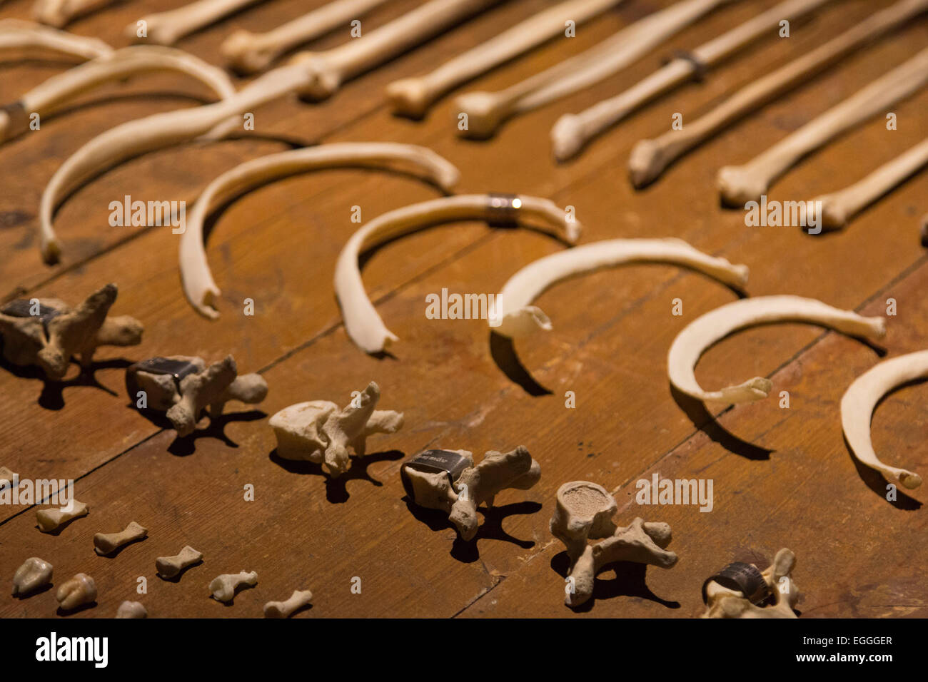 Forensic science history hi-res stock photography and images - Alamy
