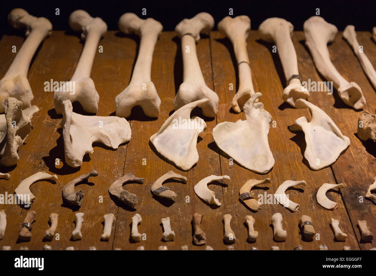 London, UK. 24 February 2015. Lustmord (1993-1995), 312 bones, by Jenny ...