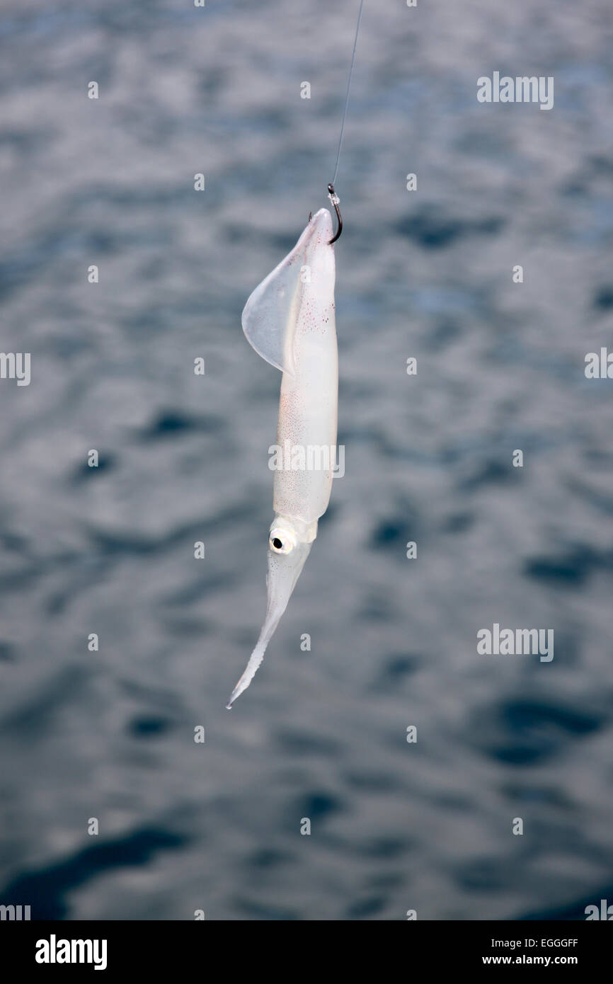 Alive squid hit to hook use as bait for fishing Stock Photo - Alamy
