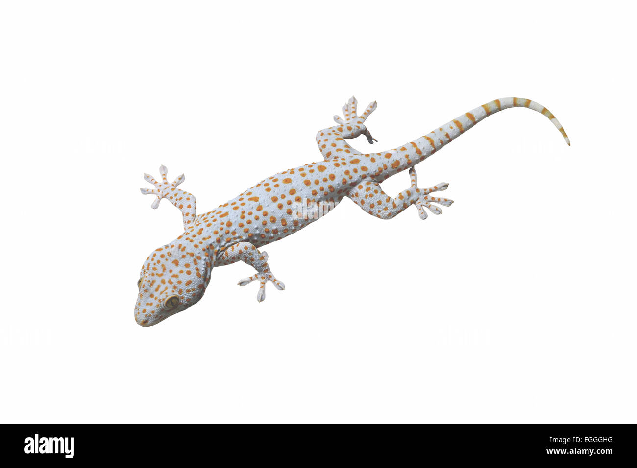Tokay Gecko isolated on white background Stock Photo - Alamy