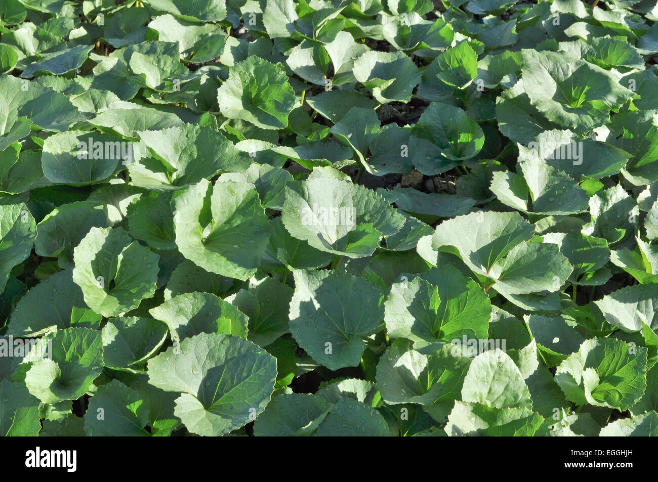 Wild plant on the North river. Polar Ural, Komi Republic, Russia Stock ...