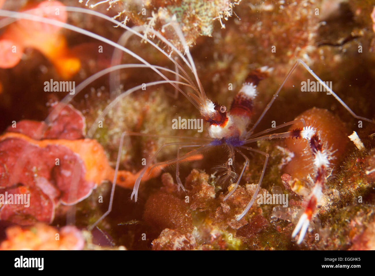 Cleaner shrimp hi-res stock photography and images - Alamy