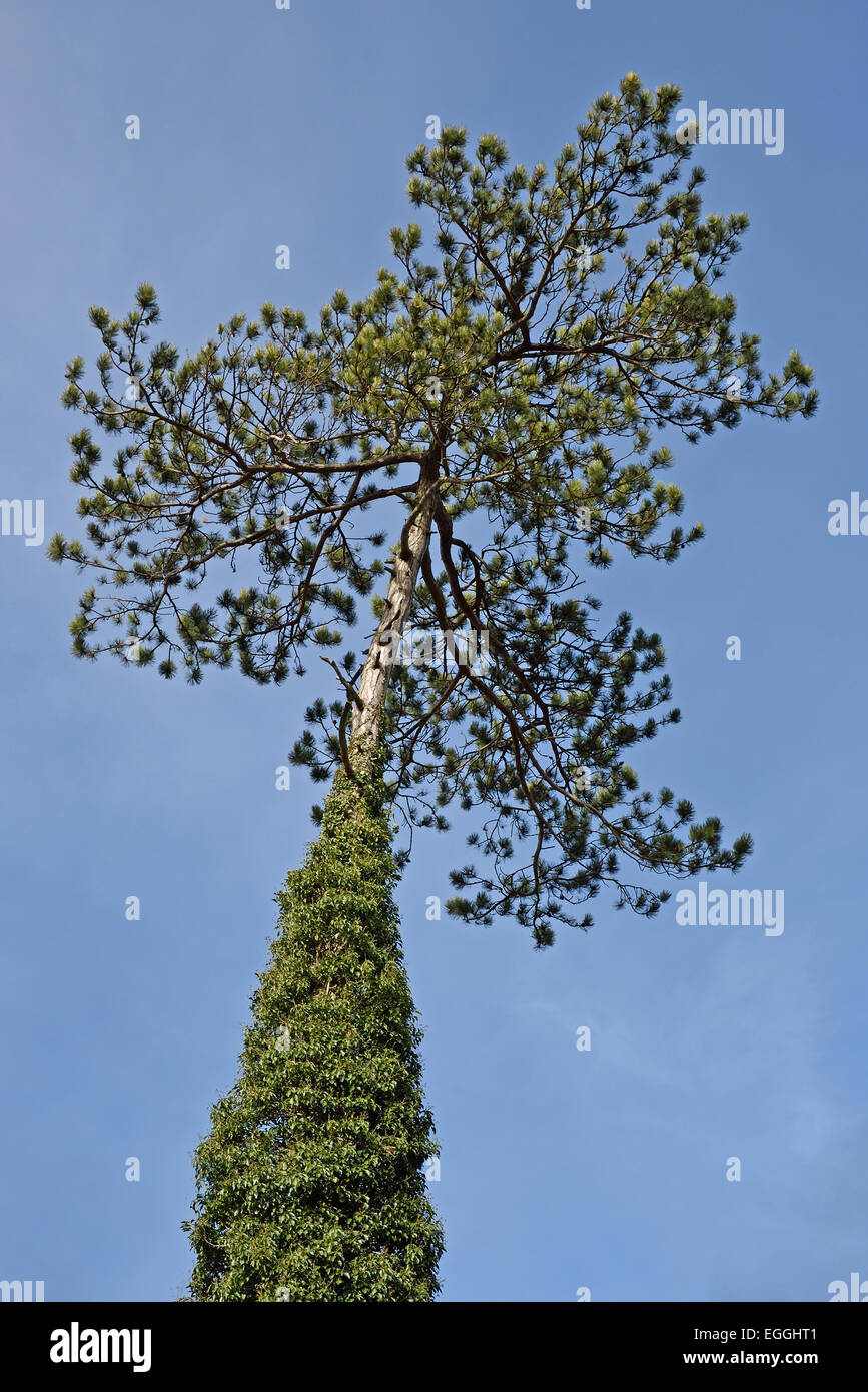 Prehistoric tree hi-res stock photography and images - Alamy