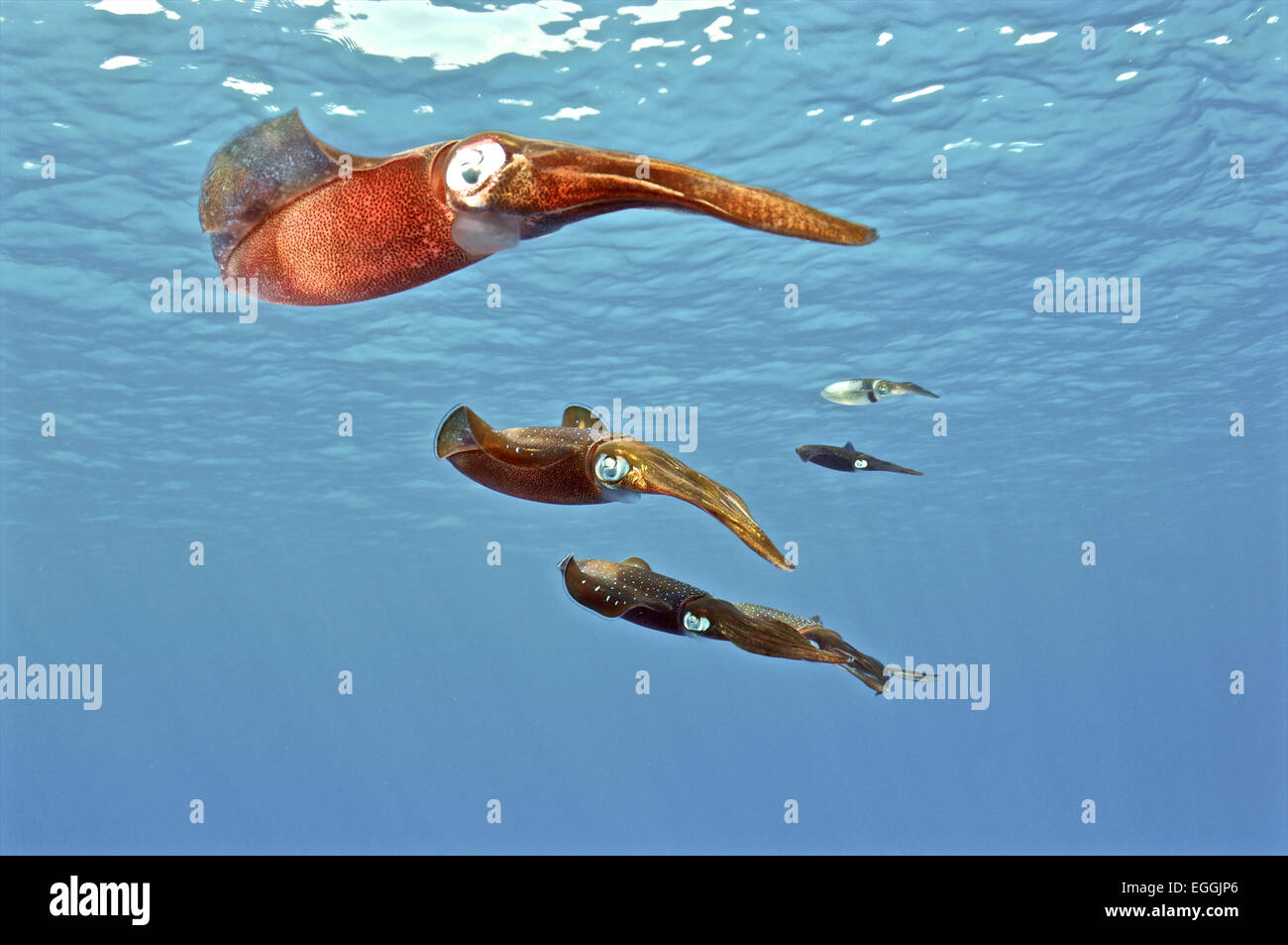 Caribbean reef squids hi-res stock photography and images - Alamy
