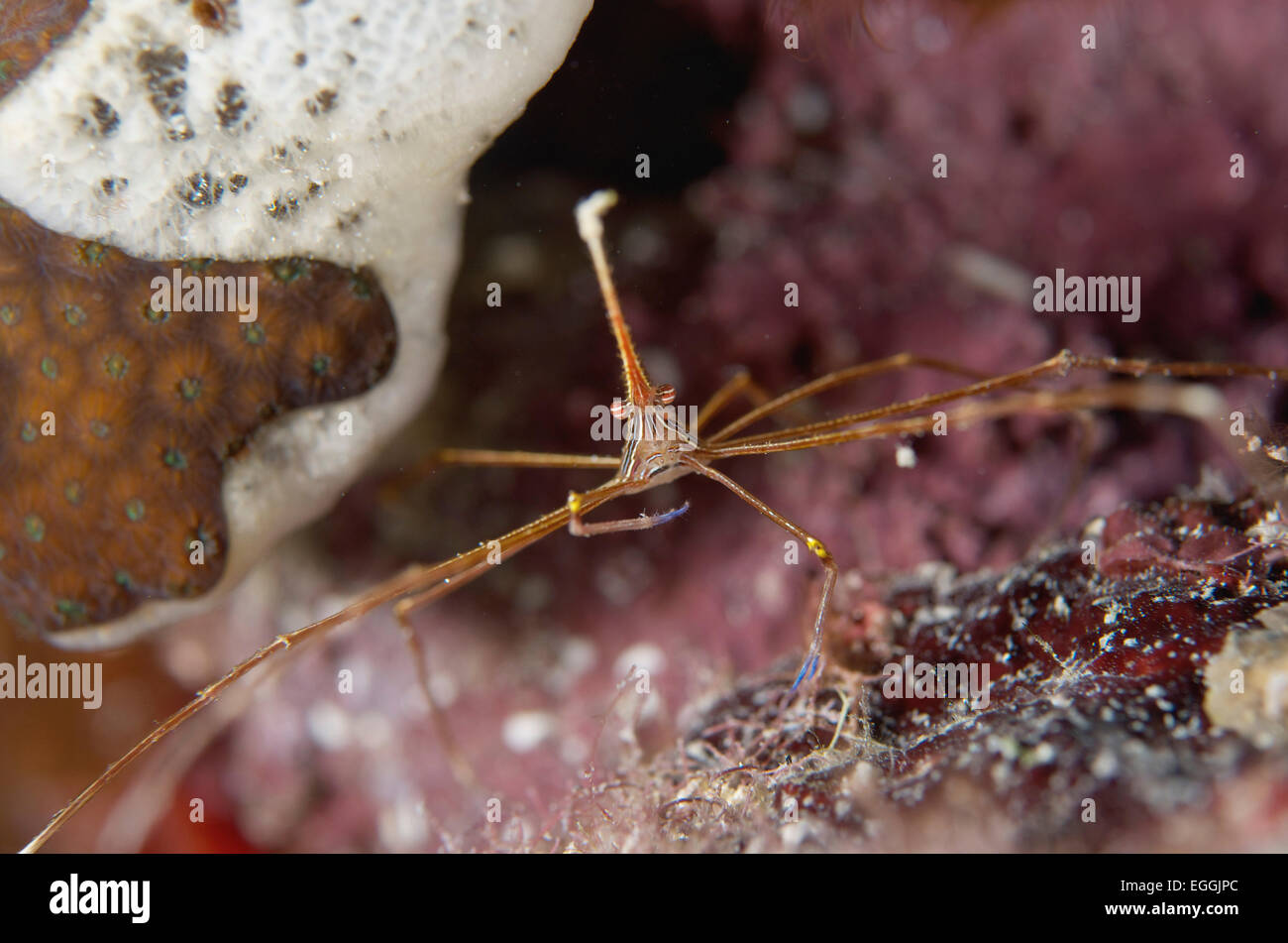 Close-up of an arrow crab eating, Grand Cayman Stock Photo - Alamy