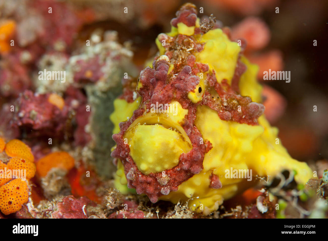 Yellow frog fish Stock Photo - Alamy