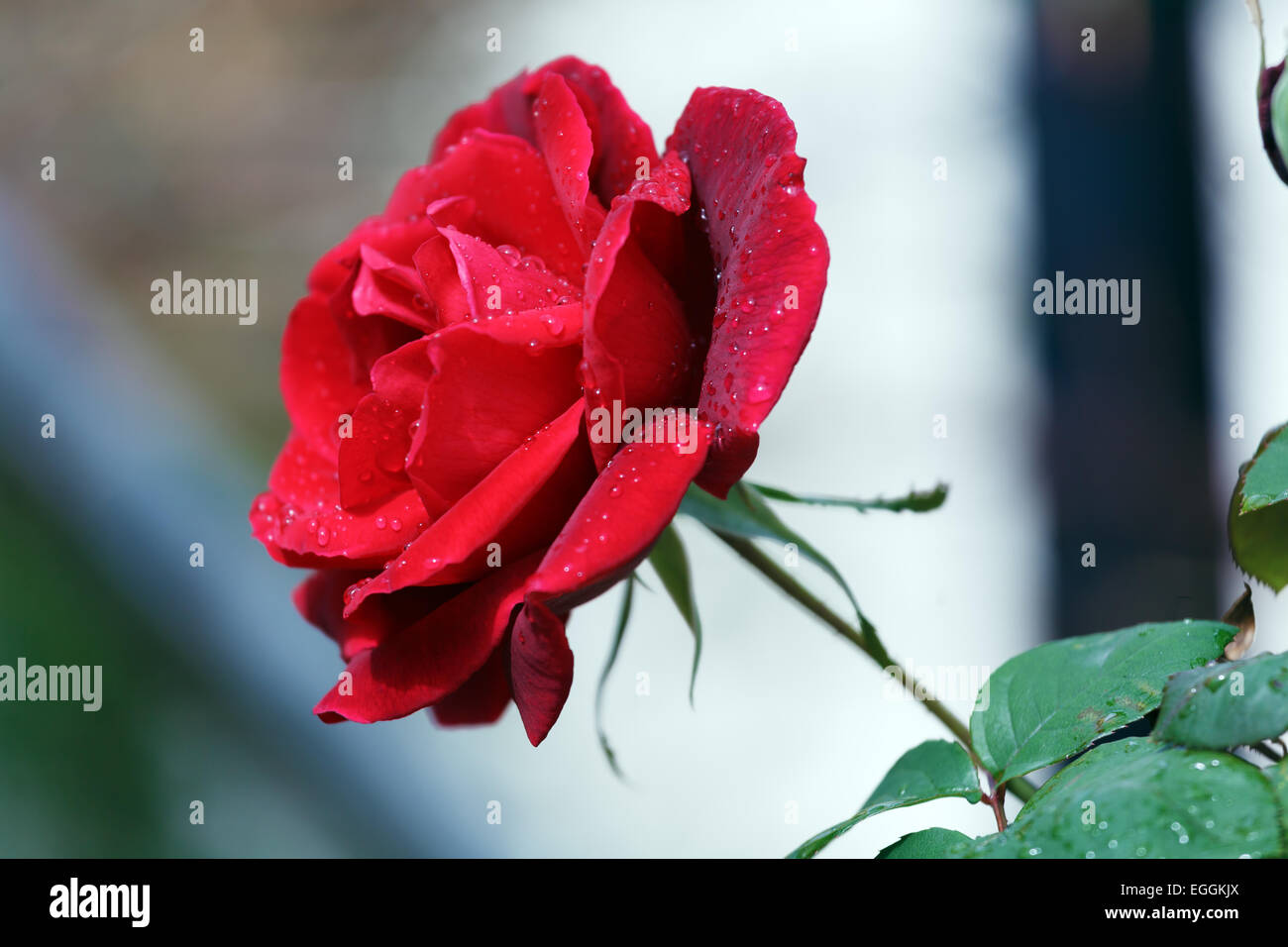 Wet Red Rose with Drops after Rain Stock Photo - Alamy