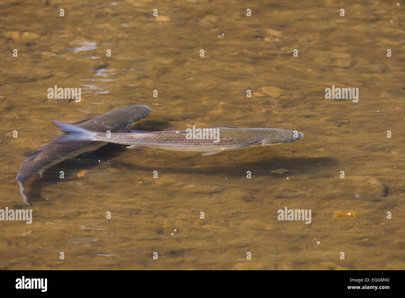 Mullet river hi-res stock photography and images - Alamy
