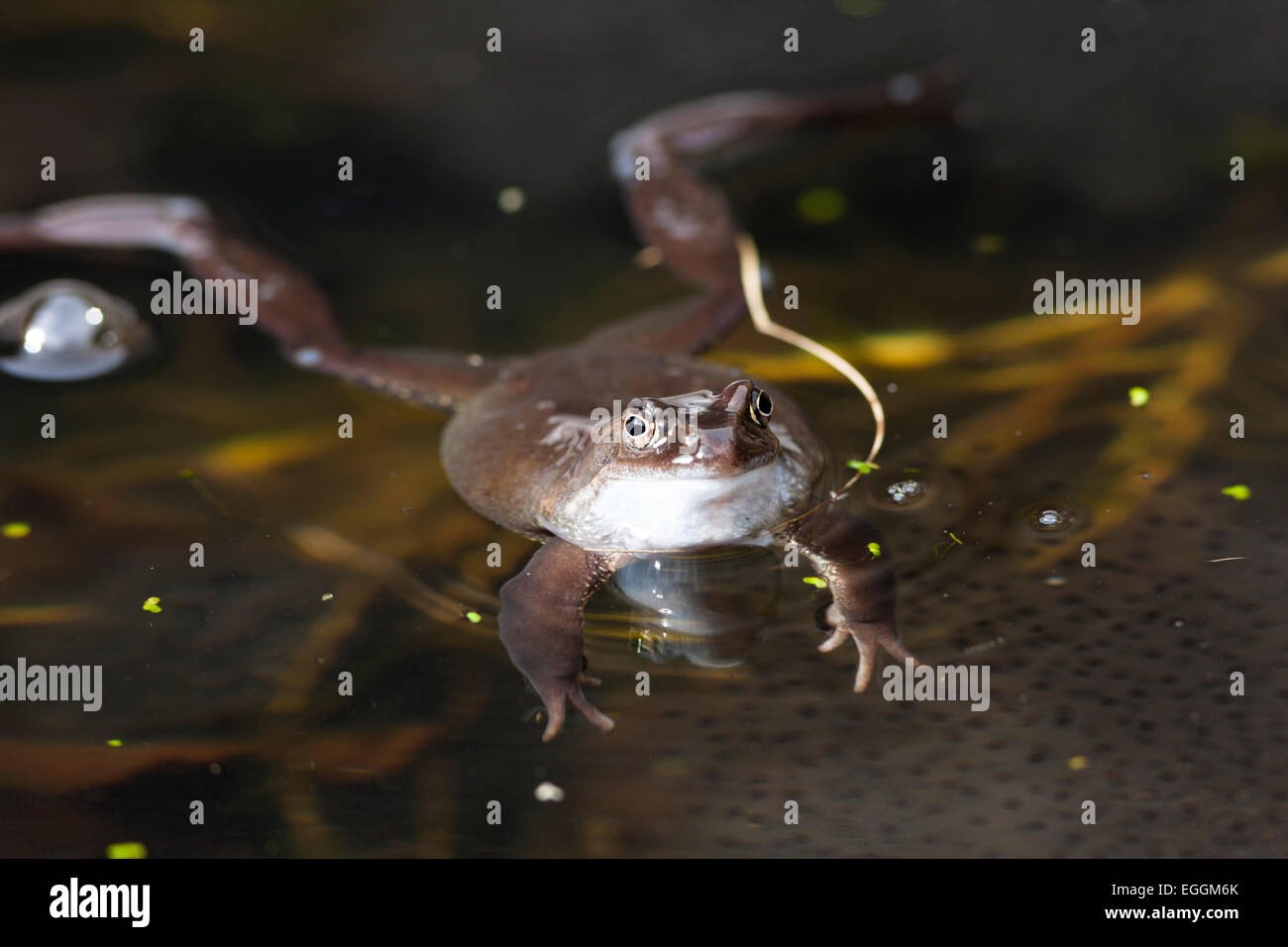 frog in pond guarding spawn Stock Photo - Alamy