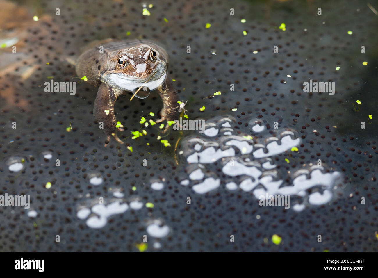 frog in pond guarding spawn Stock Photo - Alamy