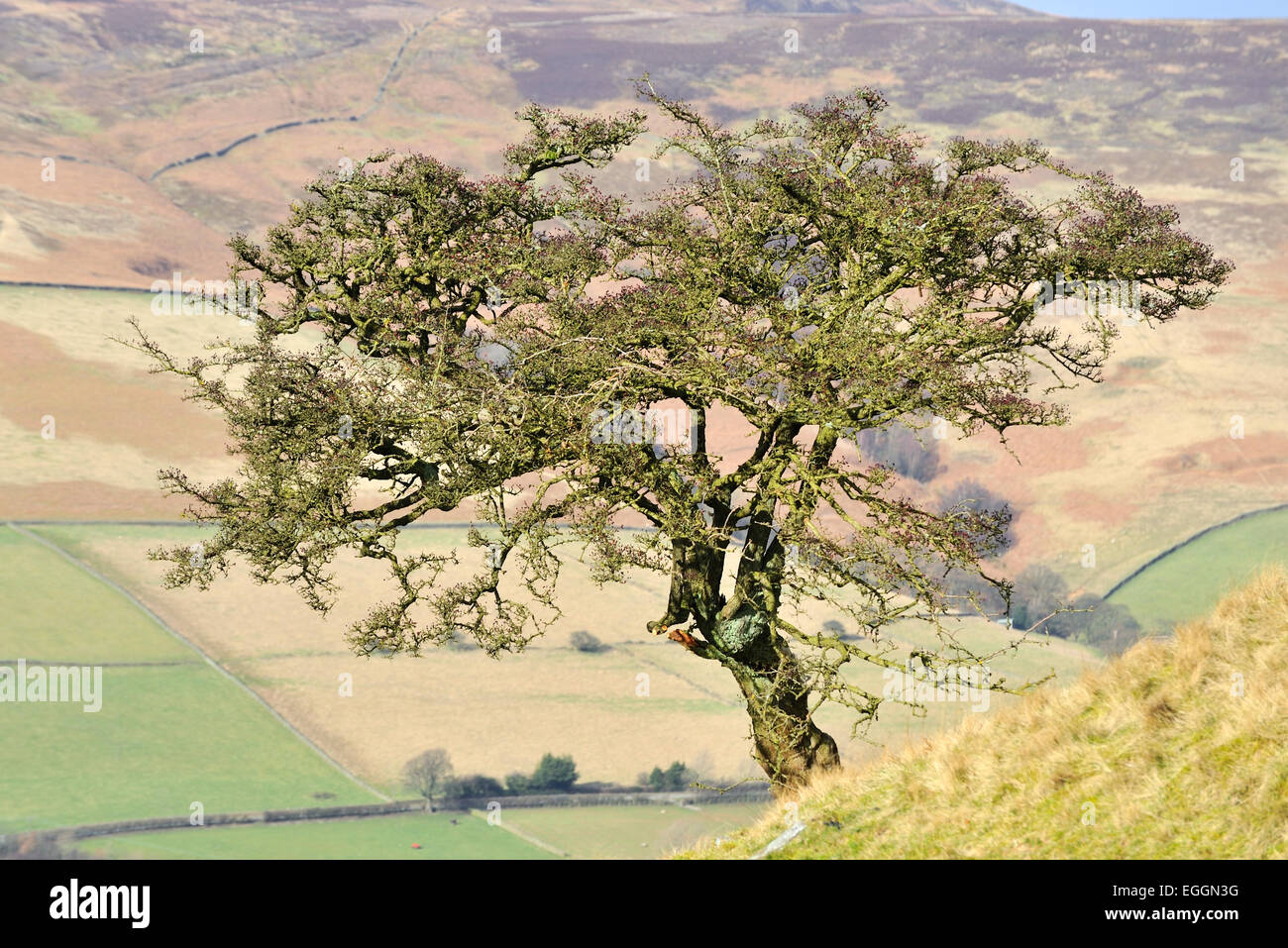 Single tree, Vale of Edale, Peak District, Derbyshire, UK Stock Photo ...