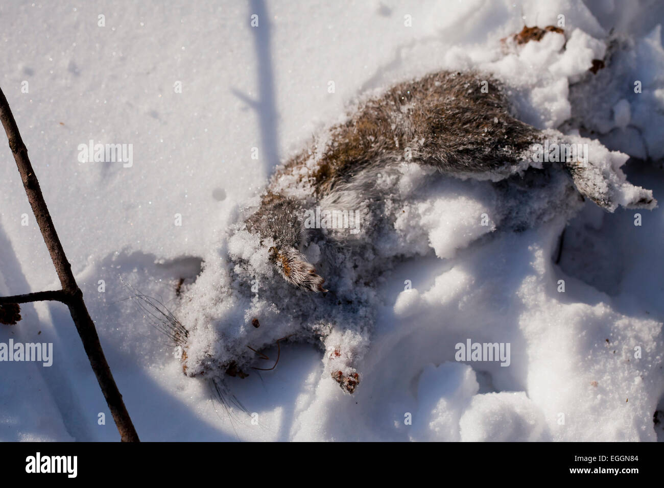 North american red squirrel hi-res stock photography and images - Alamy