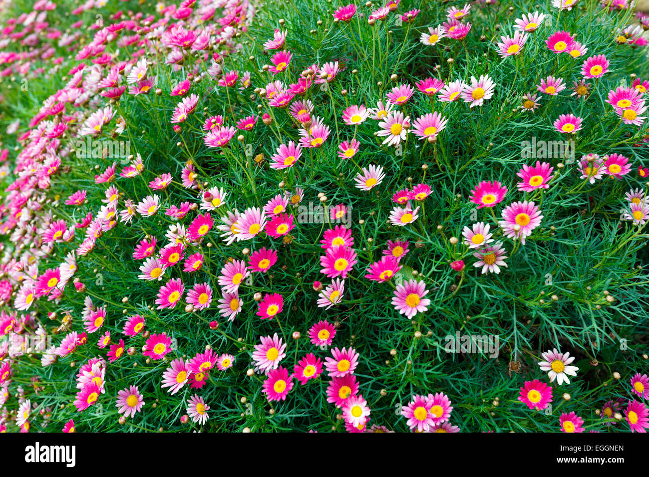 Red daisy flower hi-res stock photography and images - Alamy