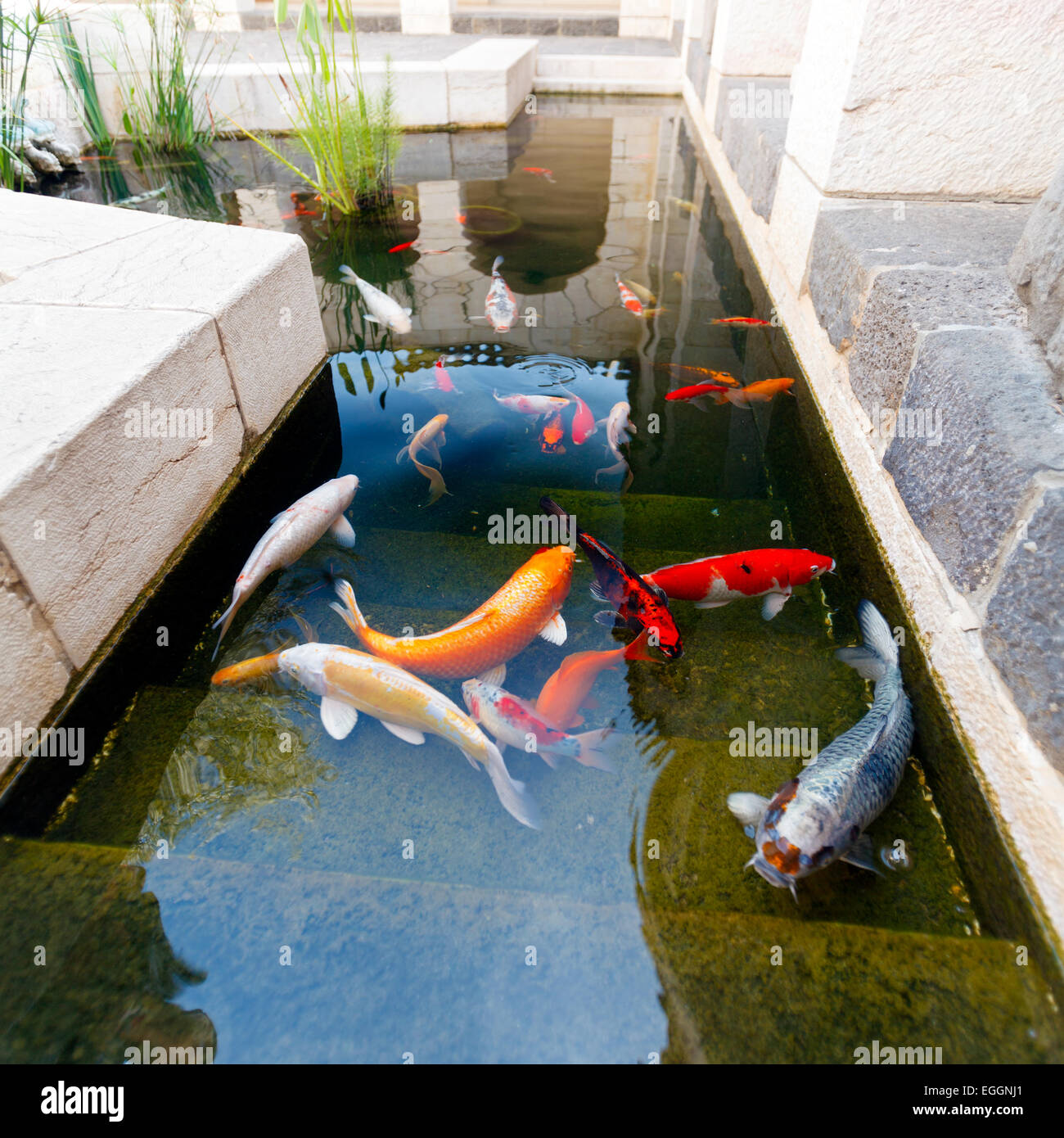 Koi carps japan hi-res stock photography and images - Alamy