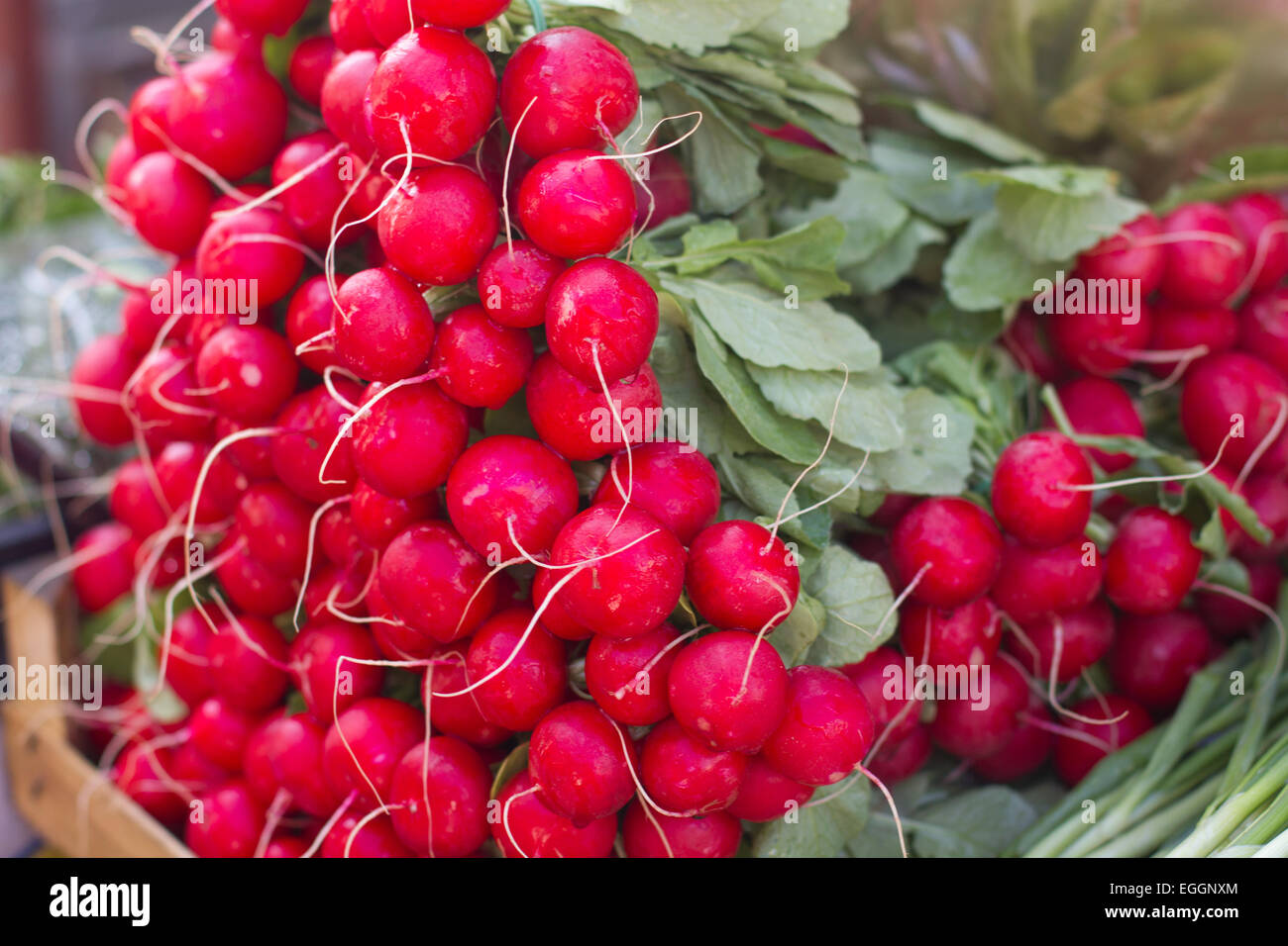 Fresh red radish on the farmers market Stock Photo - Alamy