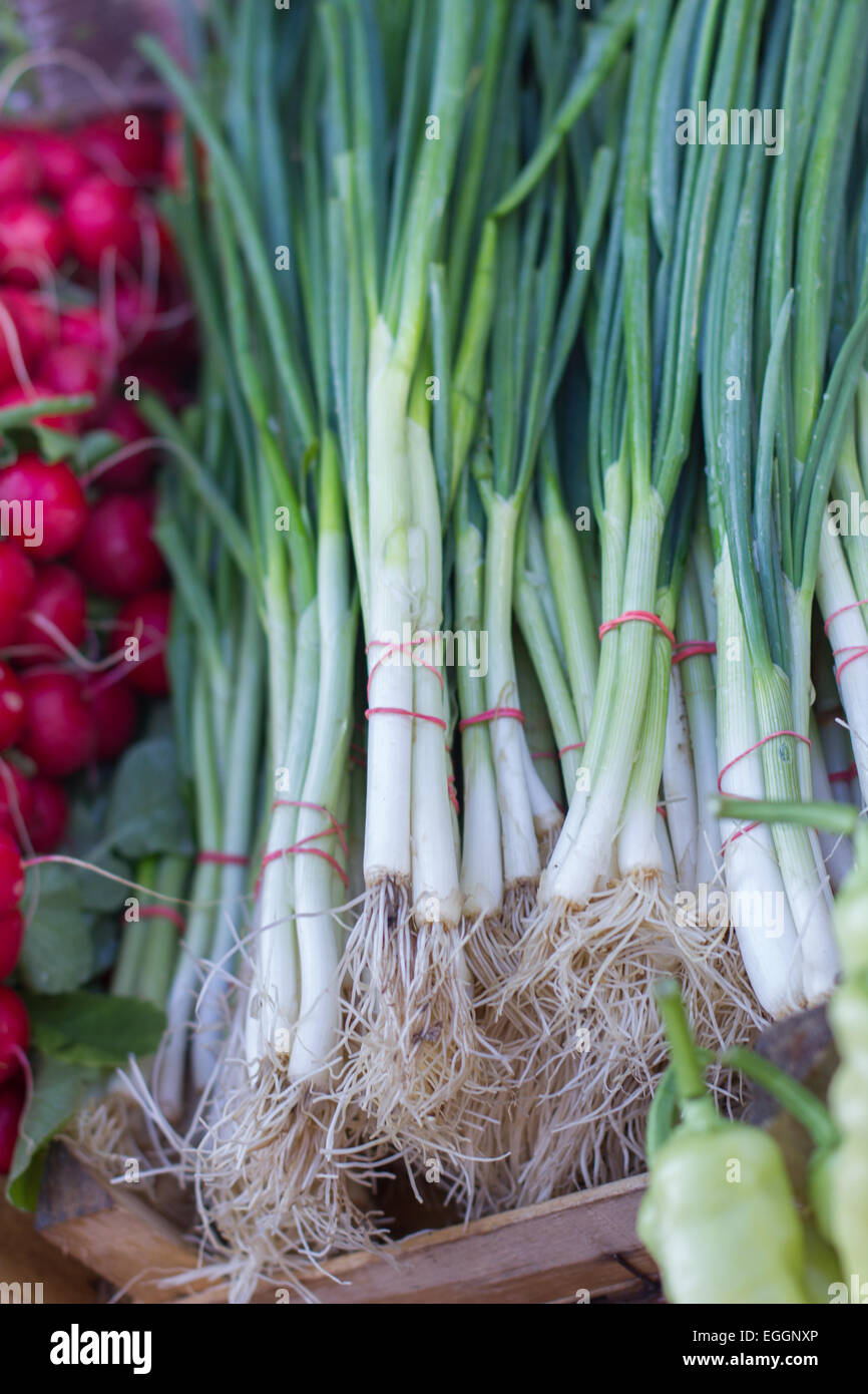 Fresh Spring Onions on the farmers market Stock Photo - Alamy