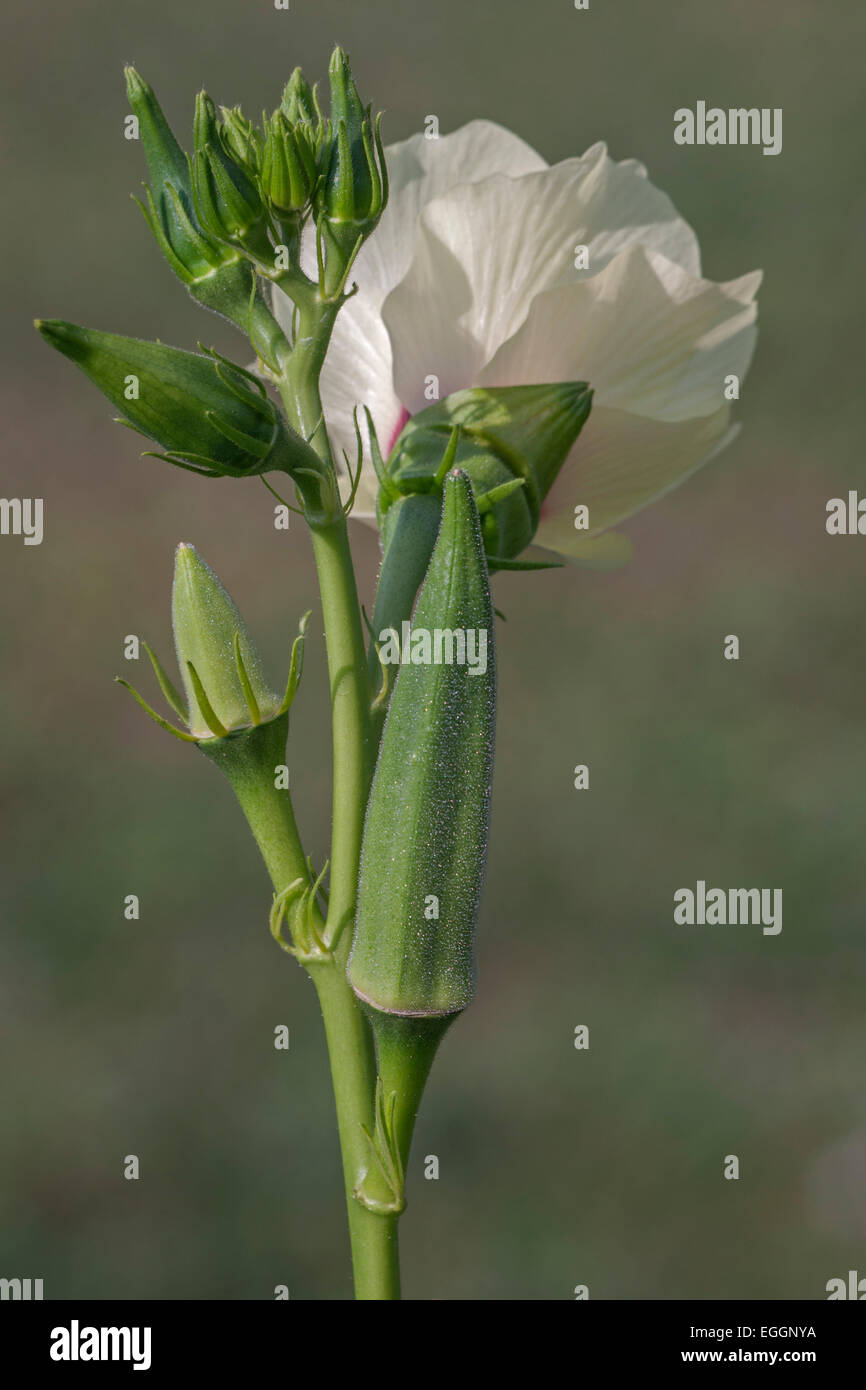 Okra fruit hi-res stock photography and images - Alamy