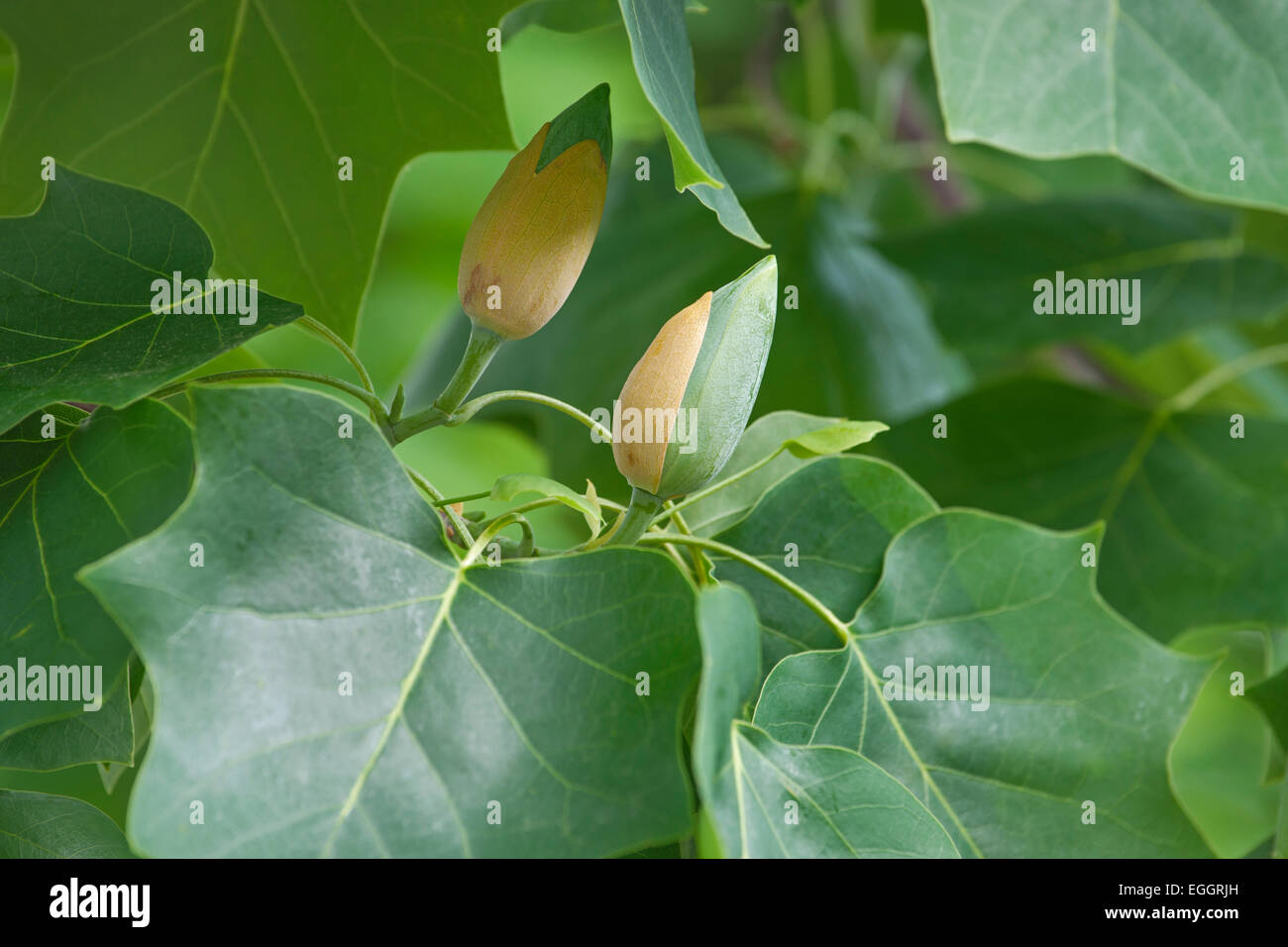 Tulip tree (Liriodendron tulipifera Stock Photo - Alamy