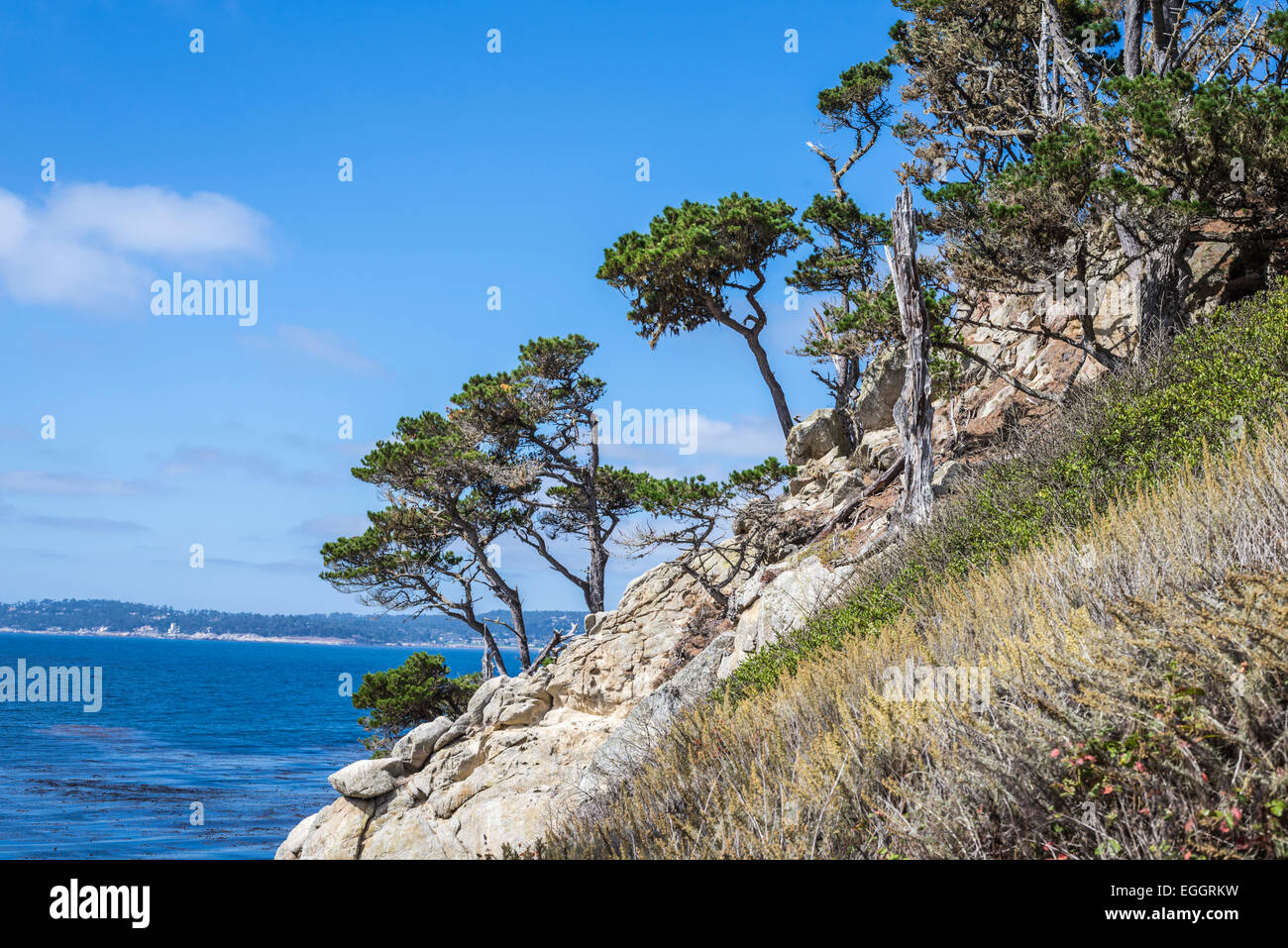 Ocean growing trees hi-res stock photography and images - Alamy
