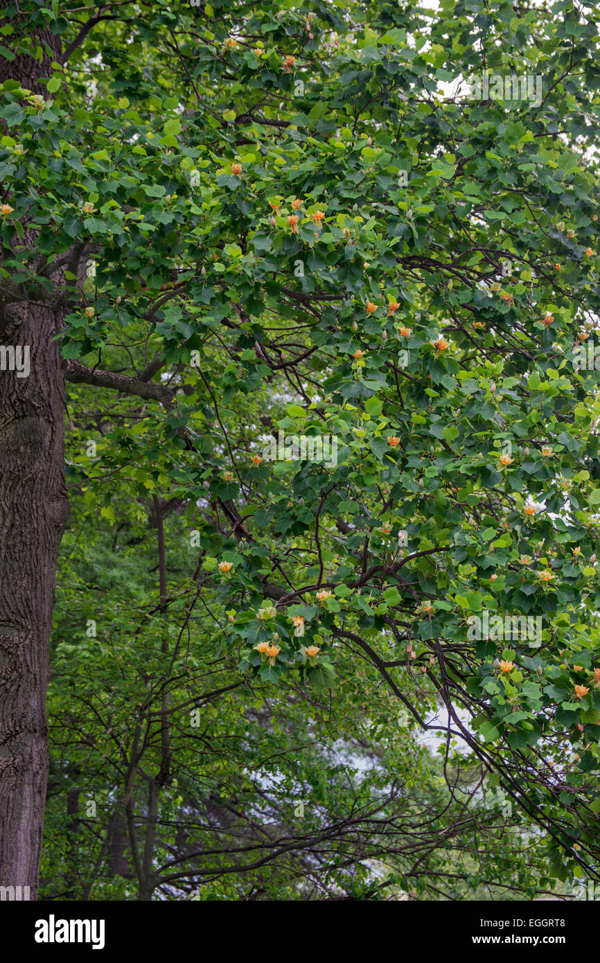 Tuliptree liriodendron tulipifera hi-res stock photography and images ...