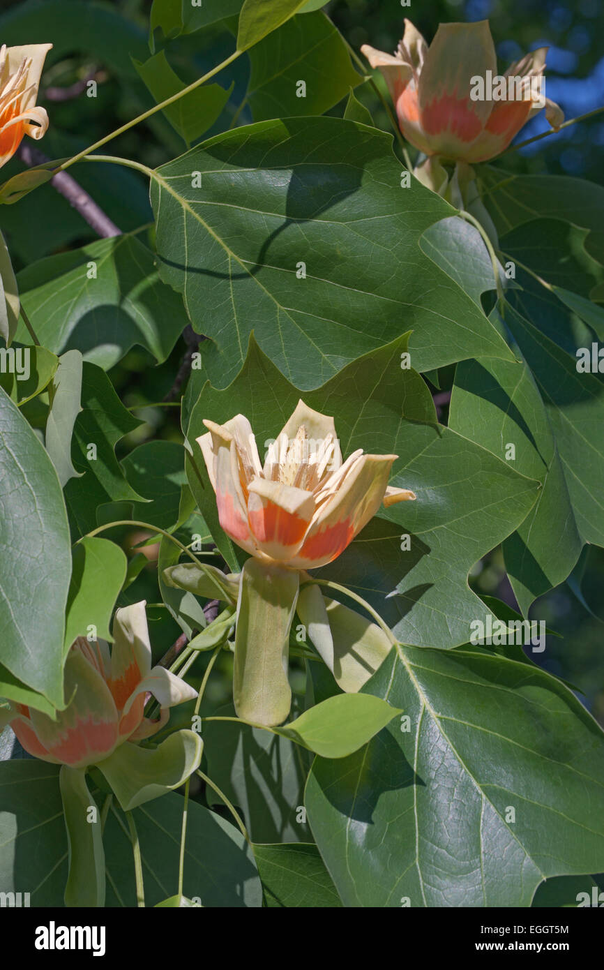 Tulip tree (Liriodendron tulipifera Stock Photo - Alamy