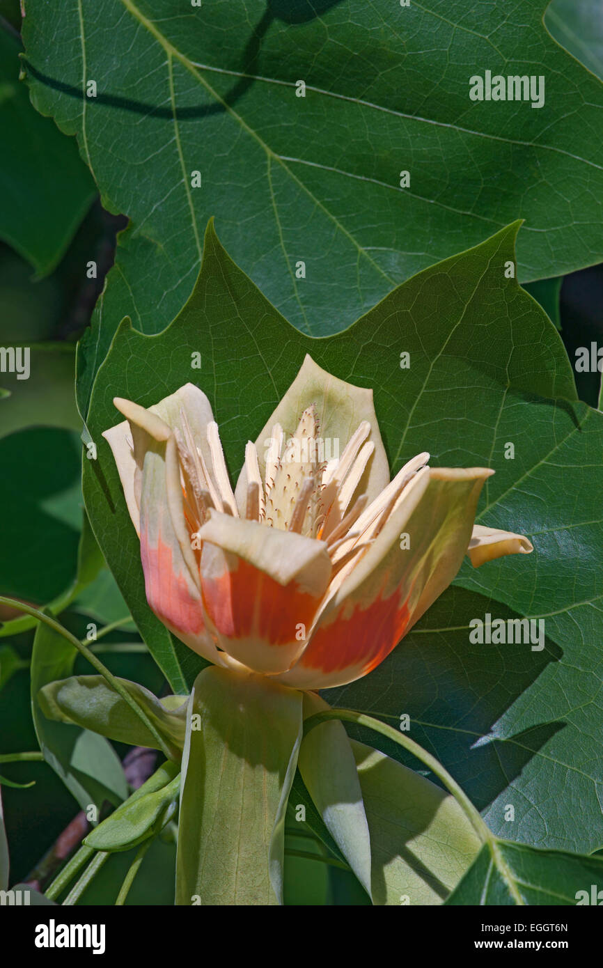 Tulip tree (Liriodendron tulipifera Stock Photo - Alamy