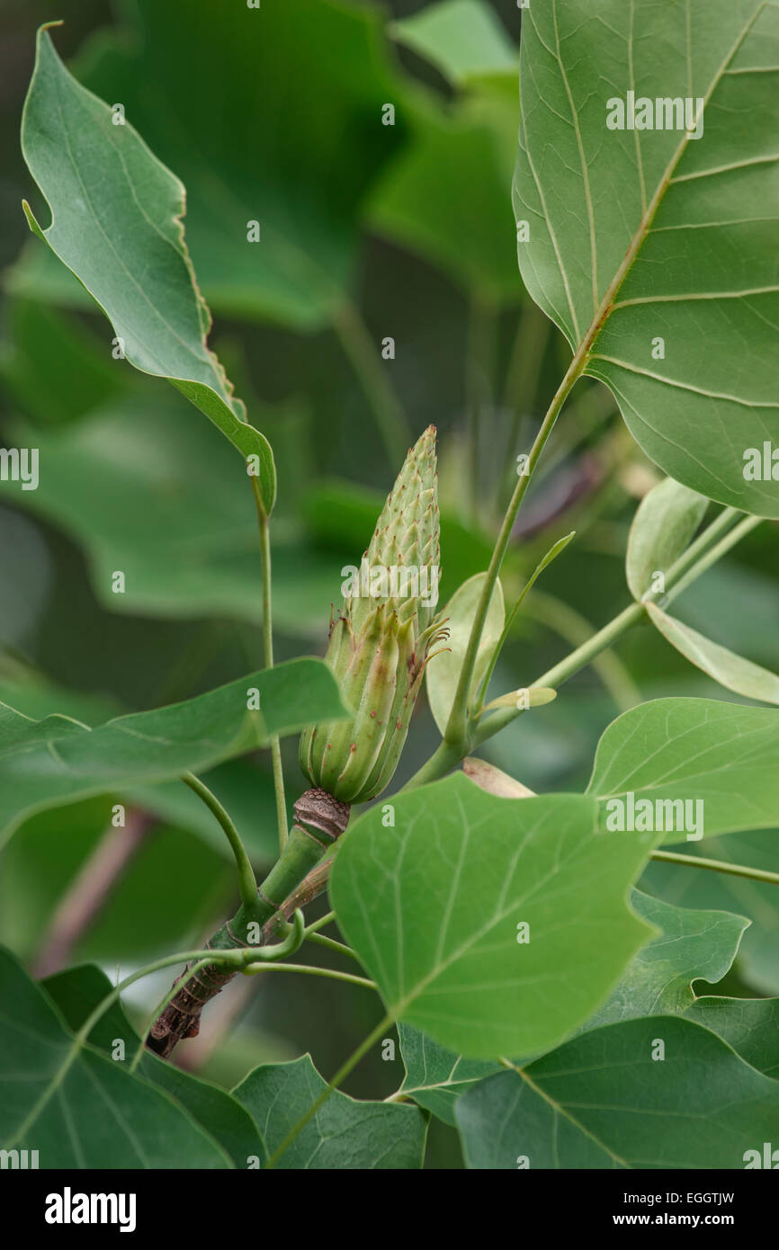 Tulip tree (Liriodendron tulipifera Stock Photo - Alamy