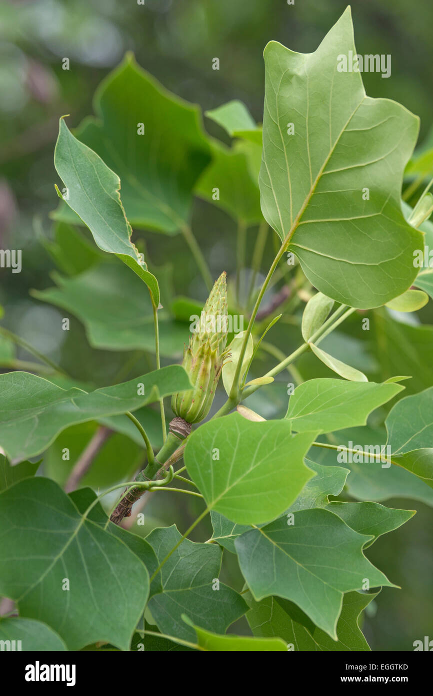 Tulip tree (Liriodendron tulipifera Stock Photo - Alamy