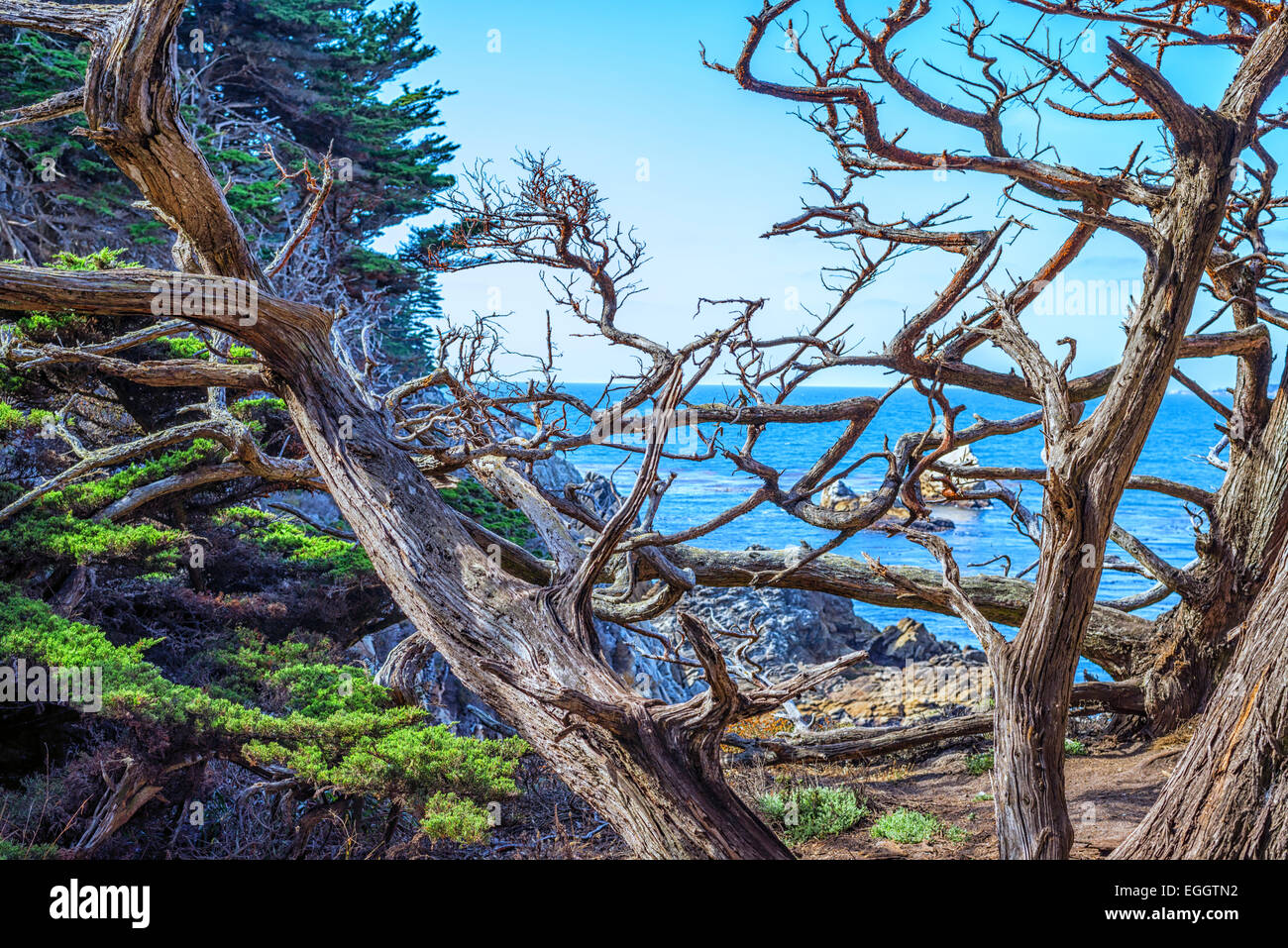 Twisted and tangled pine tree branches at the Point Lobos State Reserve ...