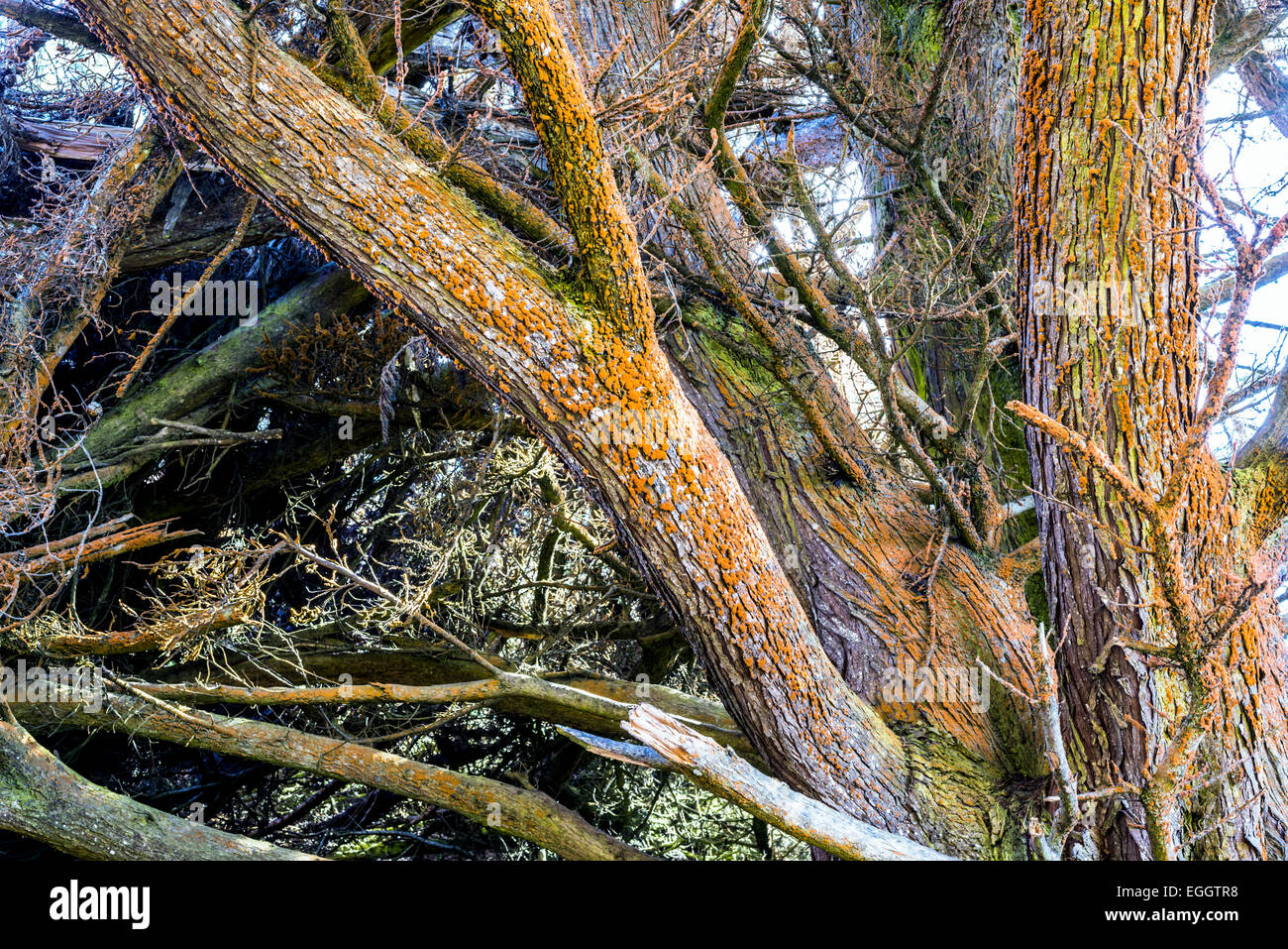Orange colored lichen growing on pine trees. Point Lobos State Reserve ...
