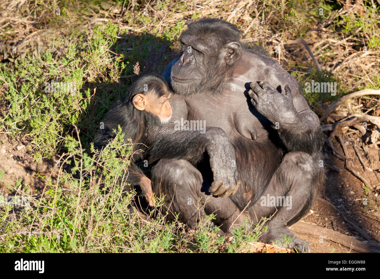Chimp family hi-res stock photography and images - Alamy