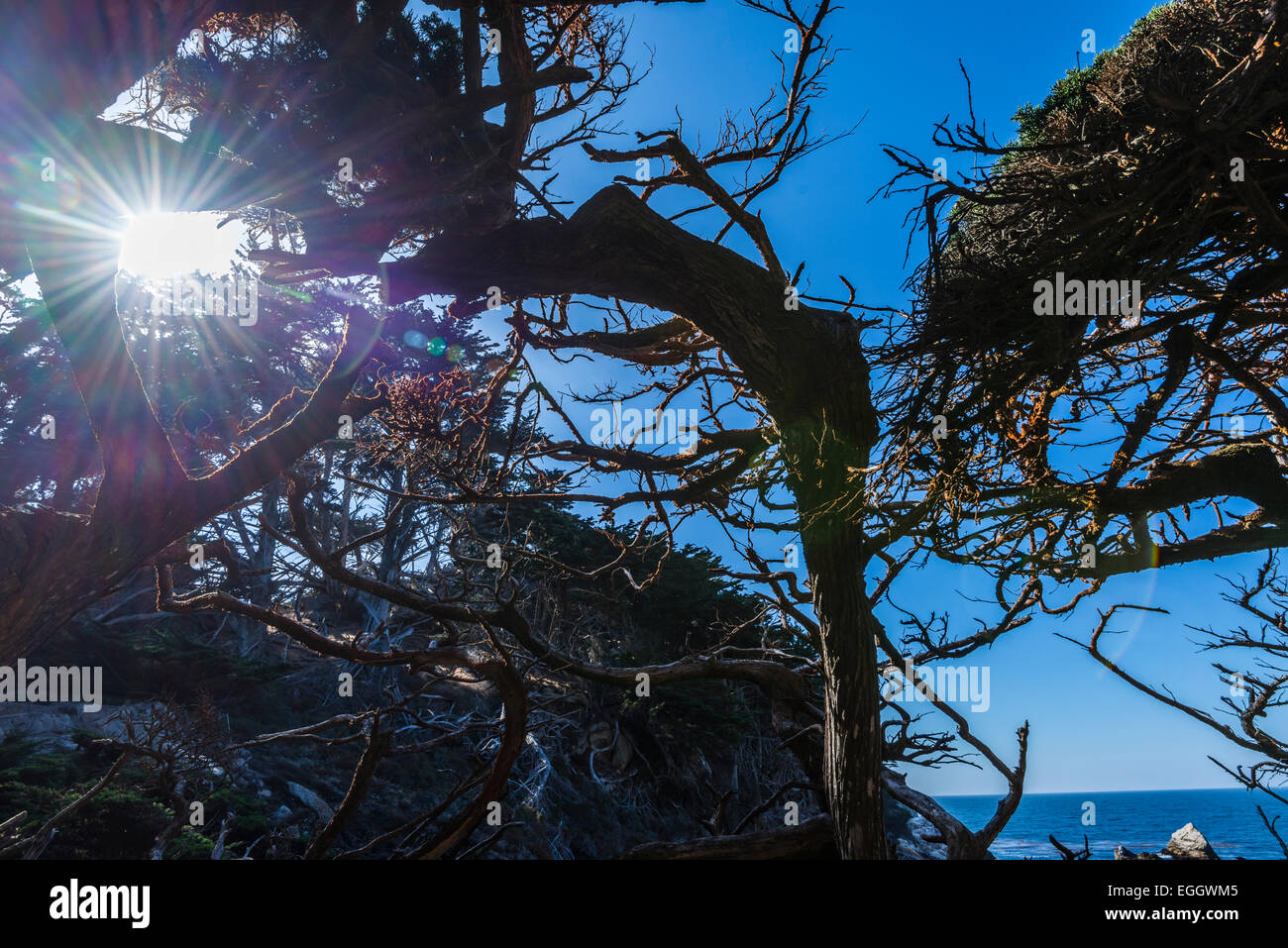 Beautiful sunlight through tree branches High Resolution Stock ...