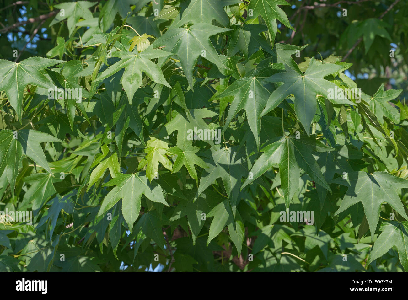 American sweetgum liquidambar styraciflua hi-res stock photography and images - Alamy